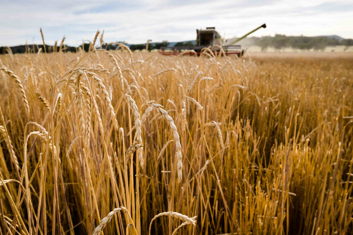 Tips and Information | Sovereign Foods